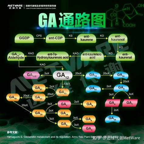 福利贴 免费领取高清版植物激素合成通路图！ 知乎