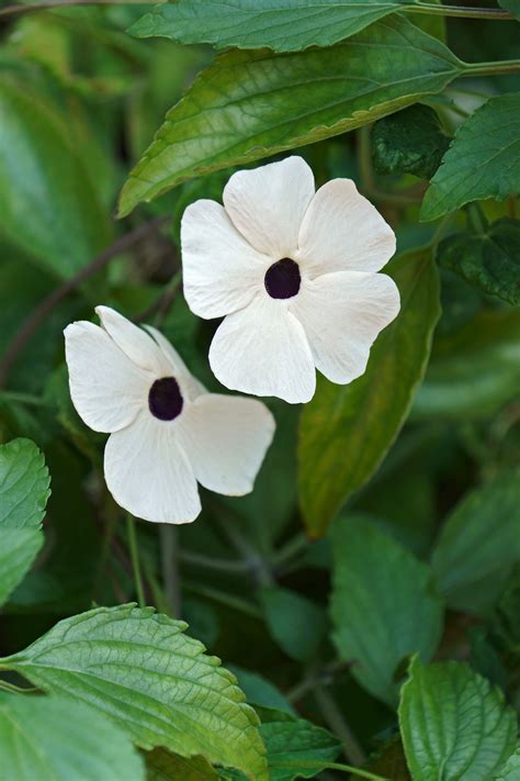 10 White Thunbergia Alata Vine Black Eyed Susan Vine Flower Seeds