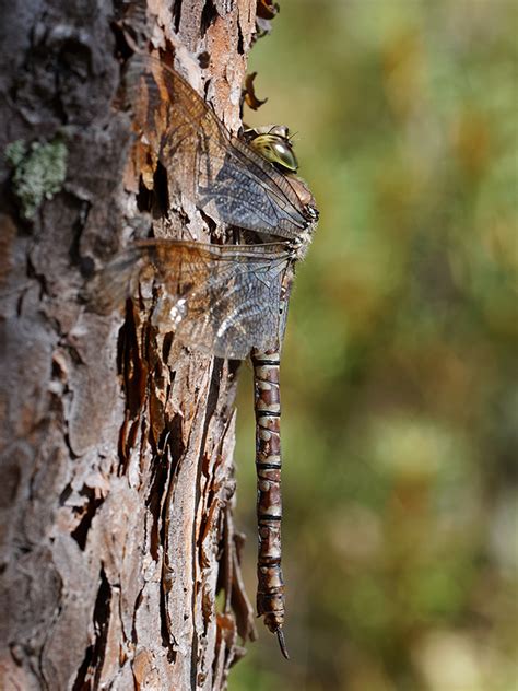 Aeshna Crenata Hagen 1856 Siberian Hawker Dragonflies And Damselflies