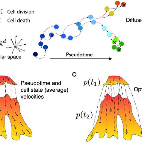 Dynamical Models Of Cellular Differentiation A The Dynamics Of Cell