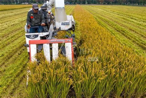 江苏泰州：收割水稻 颗粒归仓 人民图片网