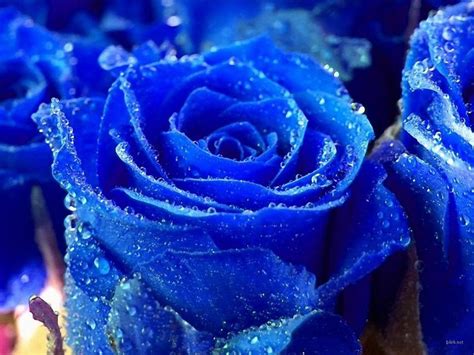 Beautiful Blue Wallpapers Top Free Beautiful Blue Backgrounds