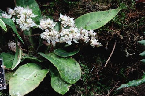 Chrysosplenium Macrophyllum Giant Golden Saxifrage Herbaceous