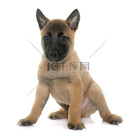 小狗 比利时牧羊犬 马里诺犬高清摄影大图 千库网