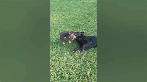 Французкий бульдог атакует Youtube