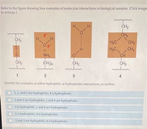 Hydrophilic Examples