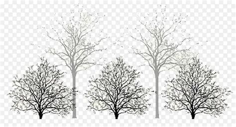 黑白手绘枯树png图片素材下载图片编号9428162 Png素材网