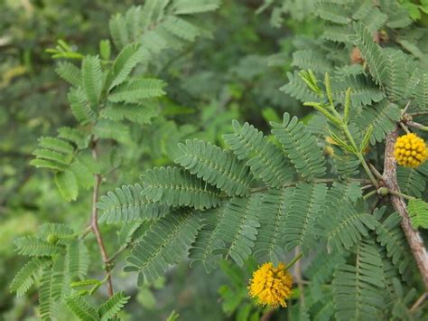 Acacia Edible Wild Plant How To Find Identify Prepare And Other