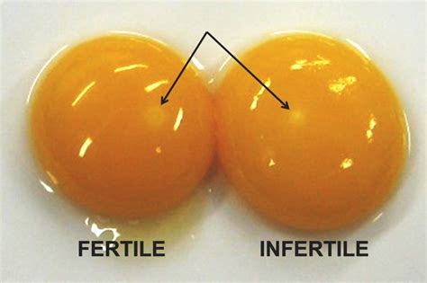 Chicken Eggs 101 Happy Morning Farm