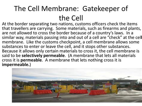 Ppt The Cell Membrane Gatekeeper Of The Cell Powerpoint Presentation