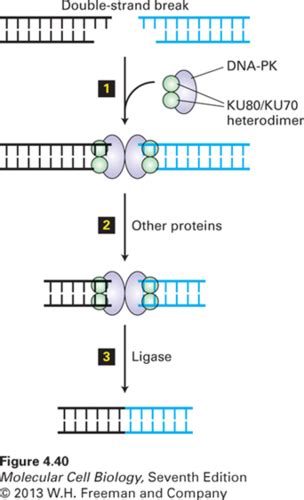 Biol 273 Lecture 8 Flashcards Quizlet