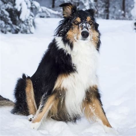 Borsky Prix Caractère Alimentation Santé