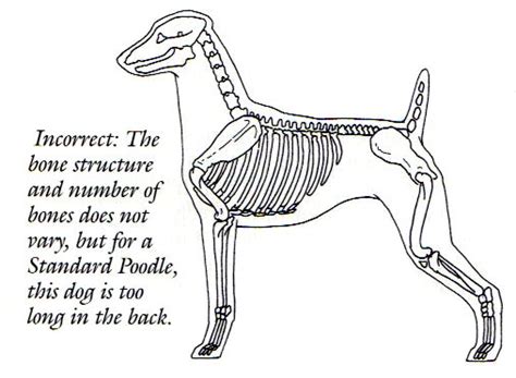 Standard Poodle Structure Explained