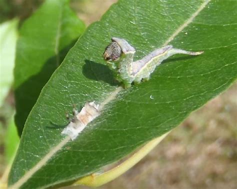 Cerura Scitiscripta Furcula Occidentalis Bugguidenet