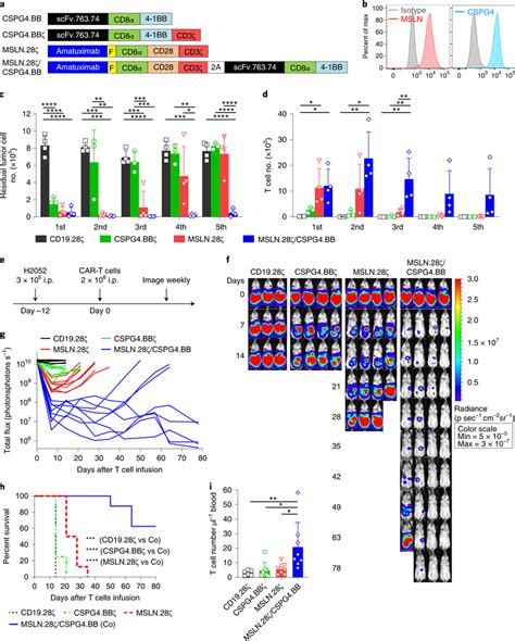 Msln And Cspg4 Dual Targeting Car T Cells With Split Co Stimulation And Download Scientific