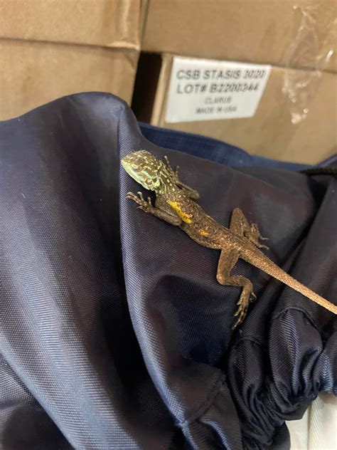 Lol Does Anyone Know What Kind Of Lizard This Is