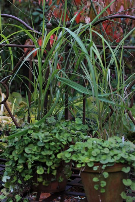 hagen vår: Dichondra repens 'Emerald Falls'