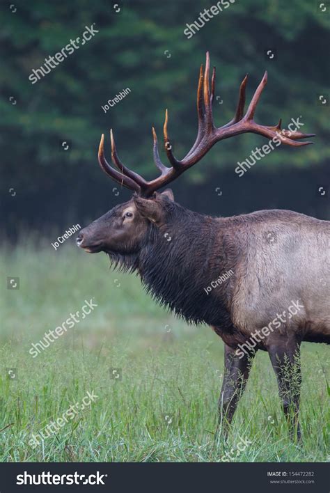 Elk Antlers Explained At Bethany Knibbs Blog