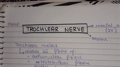Trochlear Nerve Cranial Nerve 4 Youtube