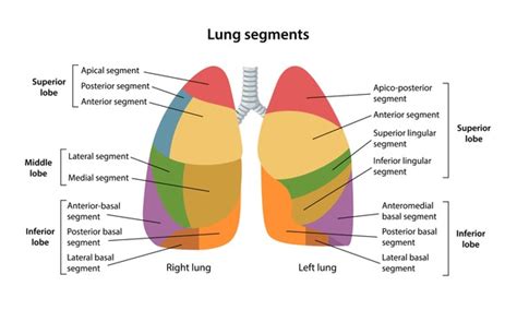 Lung Anatomy Posterior