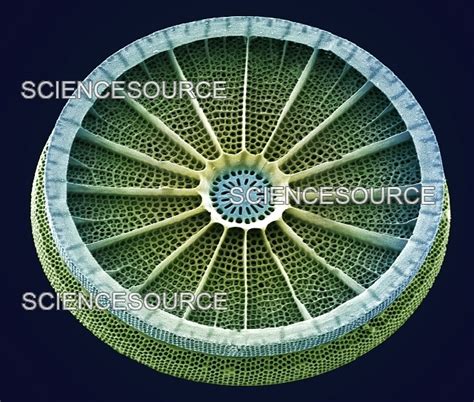 Diatom Under A Microscope Sem Stock Image Science Source Images