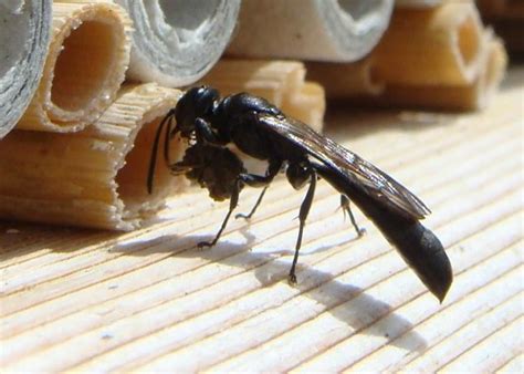 Trypoxylon Alchetron The Free Social Encyclopedia