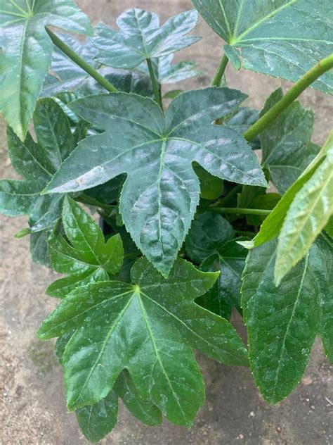 Japanese Aralia Plant In 1 Gallon Pot Fatsia Japonica Large Deeply