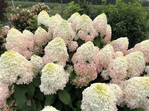 Quick Fire Fab® Panicle Hydrangea Paniculata Panicle Hydrangea Hydrangea Paniculata Quick