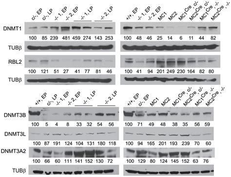 Immunoblots Values Below Each Band Represent The Densitometry Reading