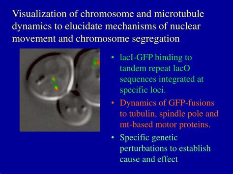 Ppt Uv Mutagenesis In Yeast Powerpoint Presentation Free Download Id4250677