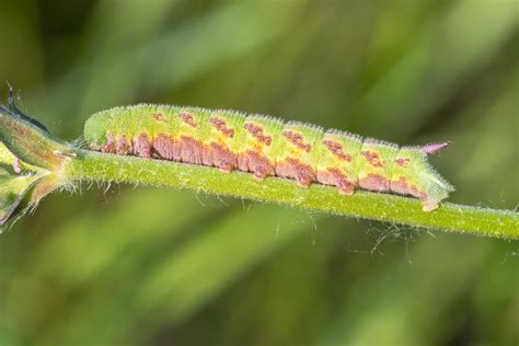 Hemaris Tityus Linnaeus 1758 Lubenea Motýle
