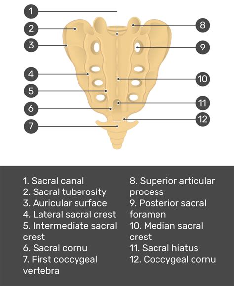 Labeled Sacrum Bone Sacrum Complete Anatomy