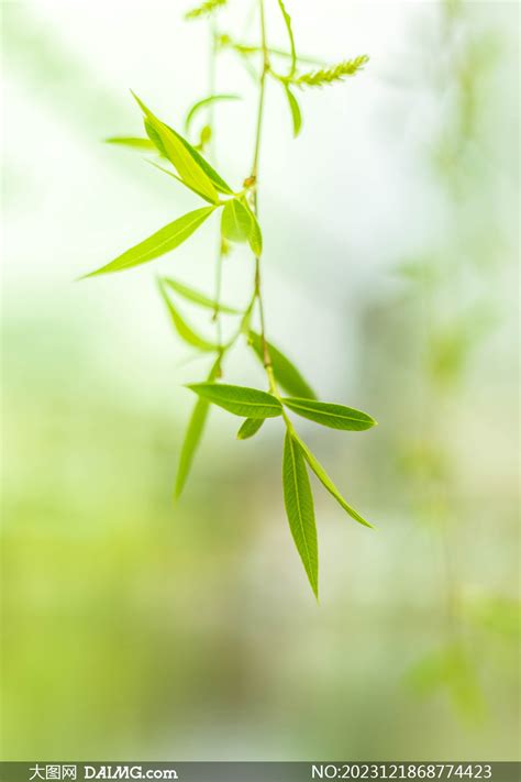 春天的气息杨柳枝特写摄影高清图片 大图网图片素材