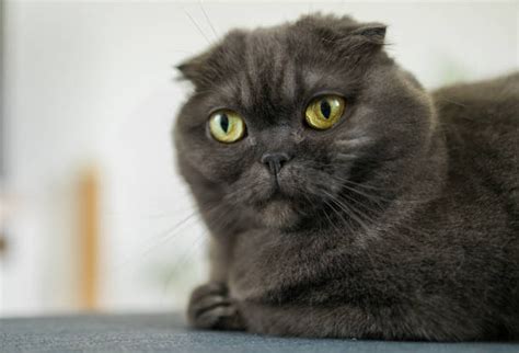 Foldex Cat Breed