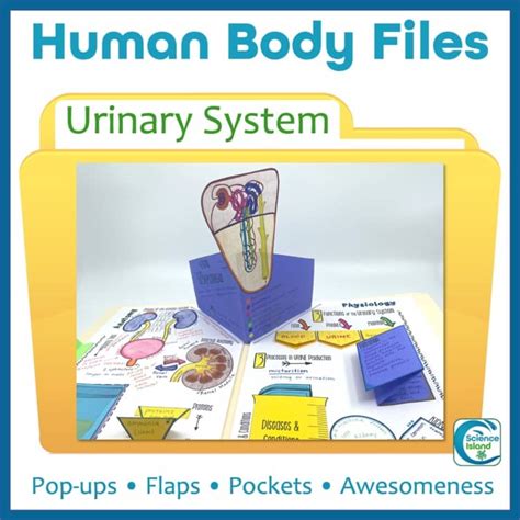 Urinary System Activity Human Body Files For Anatomy And Physiology