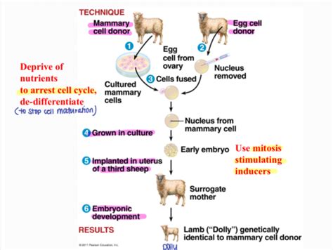 3 Cell Determination And Stem Cells Flashcards Quizlet