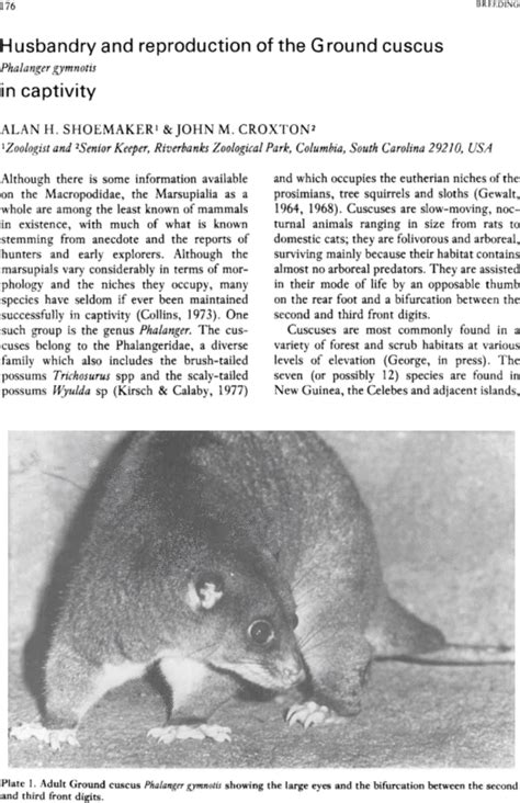 Husbandry And Reproduction Of The Ground Cuscus In Captivity