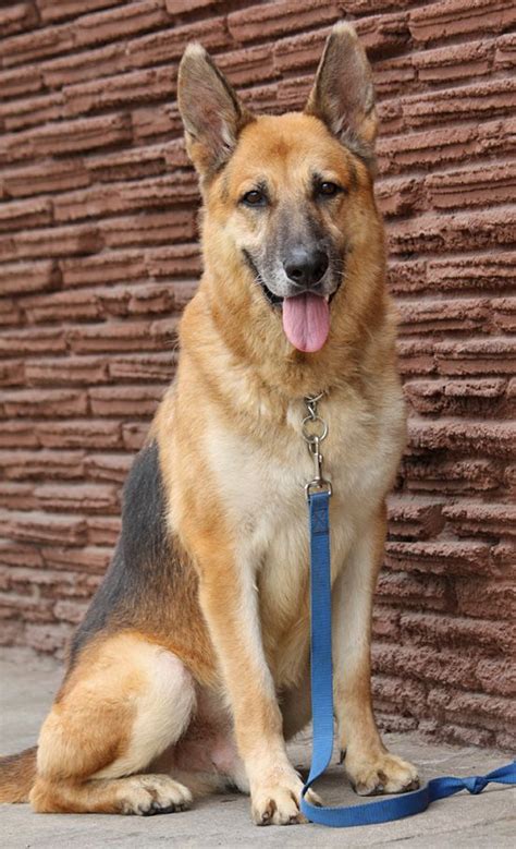 Westside German Shepherd Rescue Of Los Angeles German Shepherd Rescue German Shepherd German