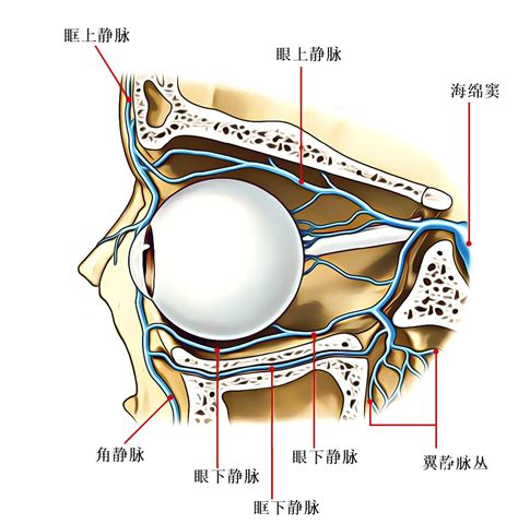 【脑血管名词辨析】眼上静脉、眼下静脉 脑医汇