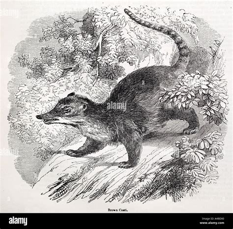 Brown Coati Coatimundi Carnivore Ring Tailed Mammal Predator Nose Bear