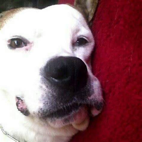 Steph Johnson Youtube