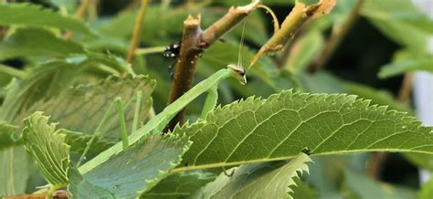 Mom Was Doing Pruning And I Found A Praying In The Cut Limbs So I