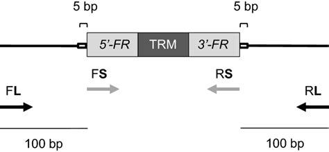 Schematic Representation Of A Yeast Microsatellite Locus The Figure