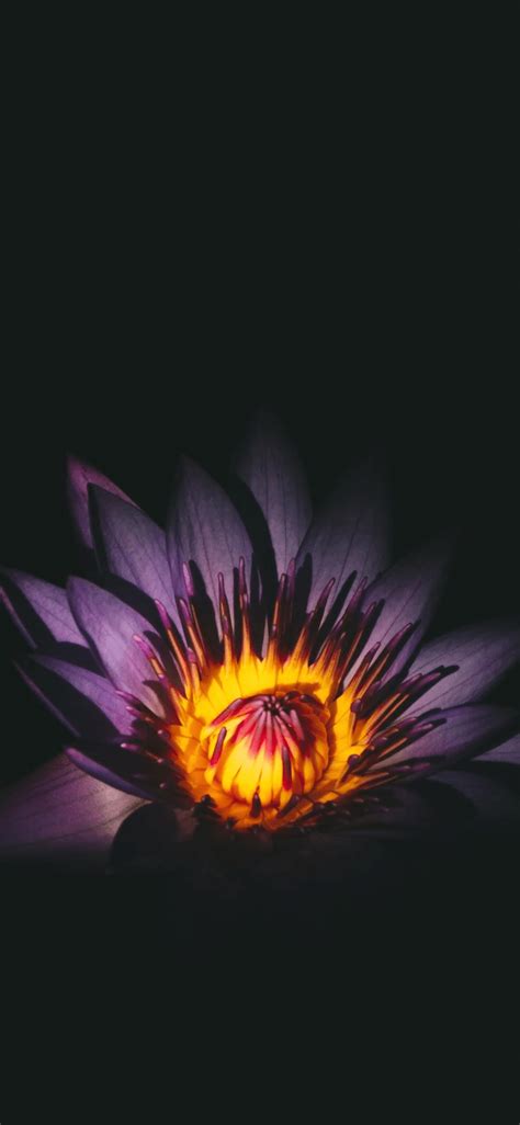 Dark Purple Flower Wallpapers Top Free Dark Purple Flower Backgrounds