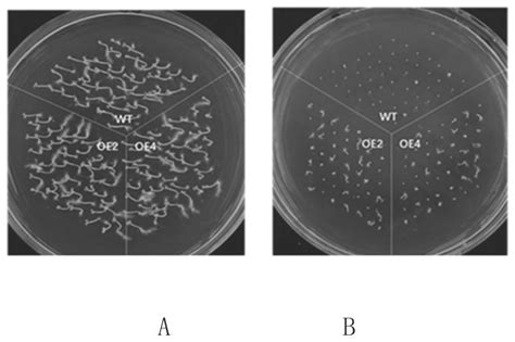 Application Of Arabidopsis Long Non Coding Rna Athal6 In Regulating