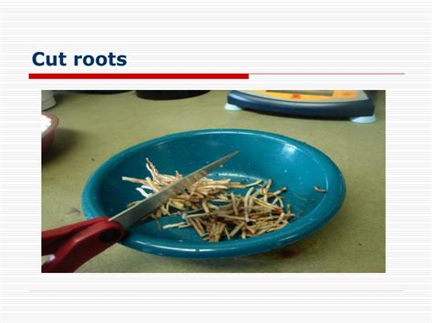 Ppt Nematode Extraction Methods Root Extraction Techniques Powerpoint Presentation Id 6089991