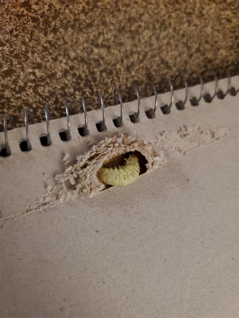 Found A Cocoon Of A Bug On The Back Of My Notebook R Mildyinteresting