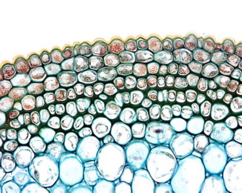 Plant Stem Epidermis