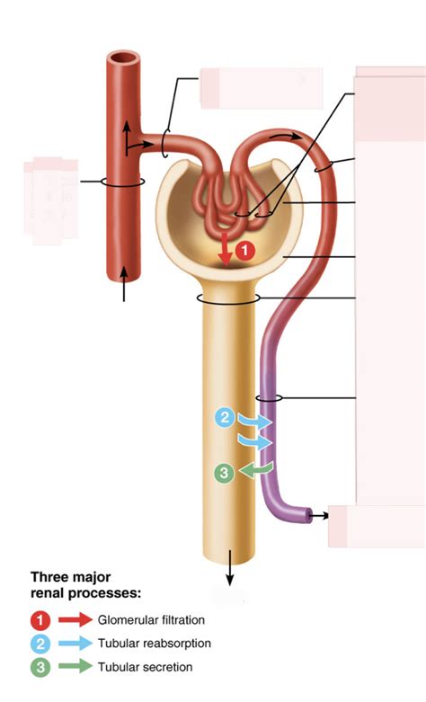 Chp 40 Diagram 6 Diagram Quizlet