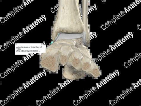 Articular Area Of Distal Part Of Tibia Complete Anatomy